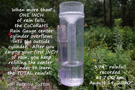 Rainfall How Much Pat Suttons Wildlife Garden