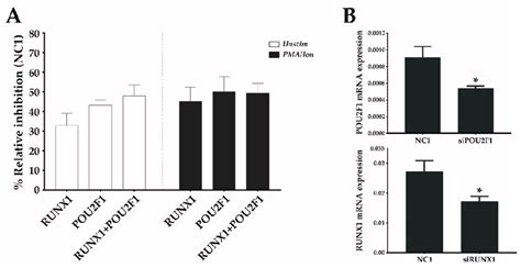 Runx1 And Oct1 Pou2f1 Silencing Downregulates Mouse Cd69 Protein