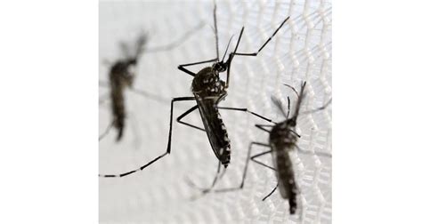 Iit Mandi Dbt Instem Researchers Discover Biochemistry Behind Resilience Of Dengue Mosquito