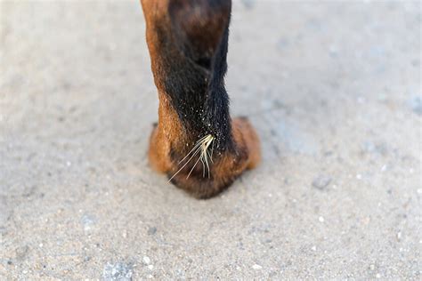 Foxtail Plant Dog