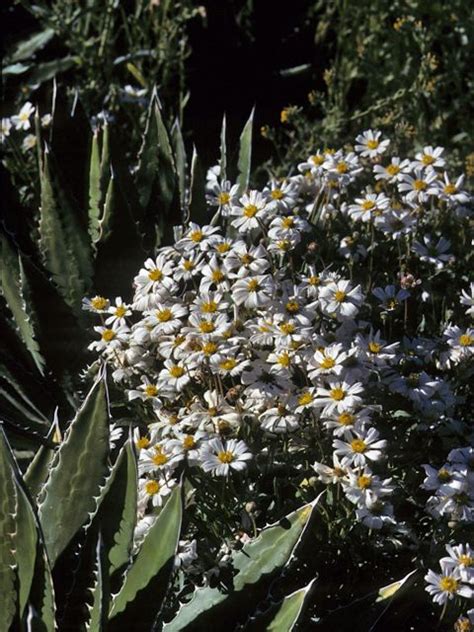 Melampodium Leucanthum Blackfoot Daisy 23258 In University Of Texas