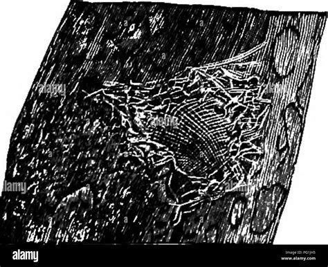 This Introductory Guide To Insect Life Provides Valuable Insights Into The Biology Of Insects