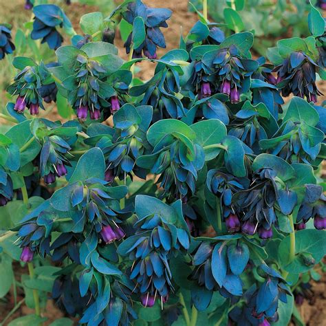 Cerinthe Major Purpurascens Seeds Planting Flowers Unusual Plants