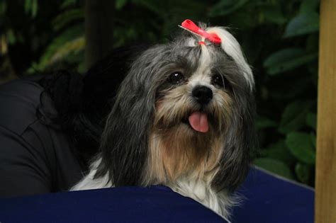 Premium Photo Close Up Of Hairy Dog