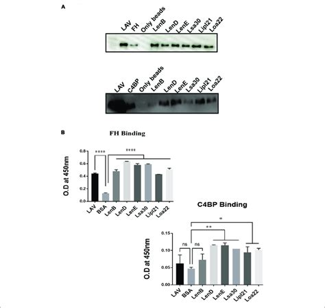 evaluation of binding of surface proteins with complement regulators