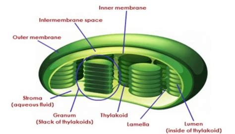 What Is The Function Of The Stroma In The Chloroplast Food Stamps