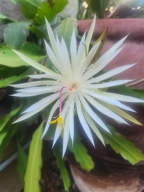 Climbing Cactus Flower Rflowers