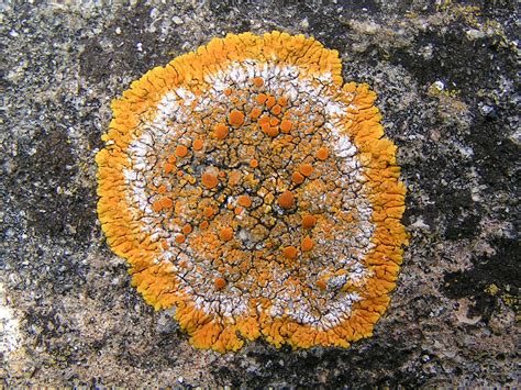 Viruses Viroids And Lichens Neetlab