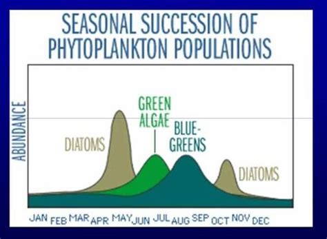 Seasonal Abundance Diatom Seasons Green Algae