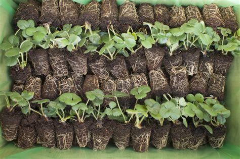 How To Plant And Grow Plug Plants Van Meuwen