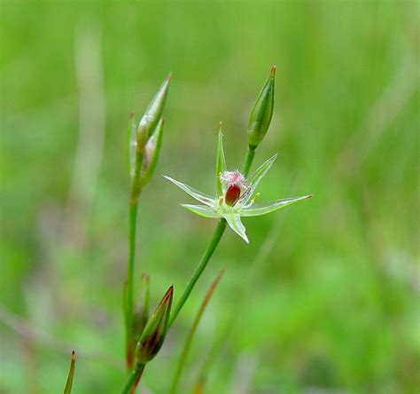 Juncus Bufonius Alchetron The Free Social Encyclopedia