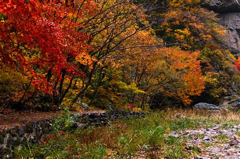 가을 비오는 산과 숲 풍경 화려한 단풍 나무가 비에 젖어 있습니다 주왕산 국립공원 한국 가을에 대한 스톡 사진 및 기타 이미지 Istock