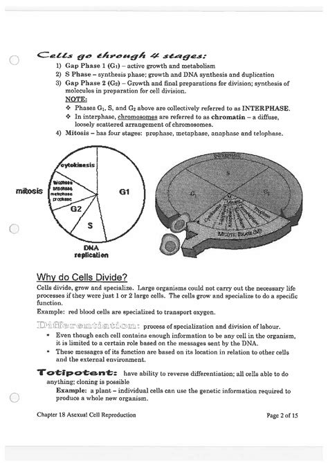 SOLUTION The Cell Cycle Notes Studypool
