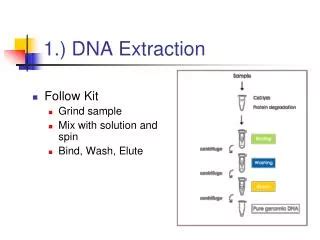 PPT DNA EXTRACTION PowerPoint Presentation Free Download ID 318148