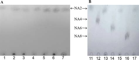 Tlc Analysis On The Degradation Of Agarose And Naos By Agarase Aga575 Download Scientific