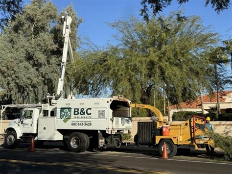 a comprehensive guide to pruning trees methods techniques and best practices — b and c tree service