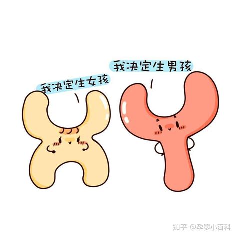 如何才能生男孩怎样才能生女孩时机姿势都很重要 知乎 如何才能生男孩怎样才能生女孩时机姿势都很重要 知乎