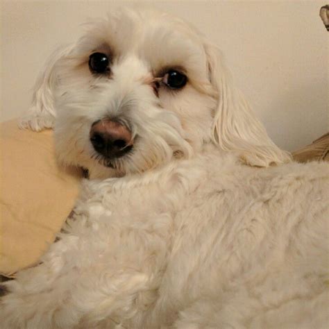 Elliot The Cockapoo Instagram Sensation