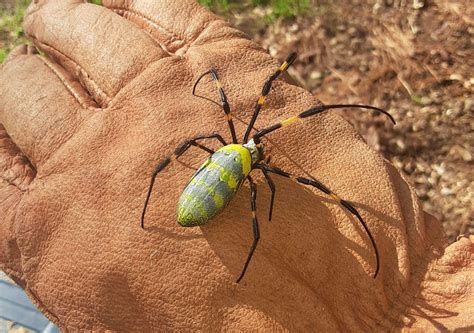 Large Colorful Joro Spiders Have Spread To The Smokies