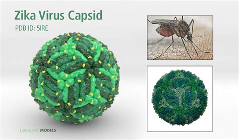 Virus Model Project
