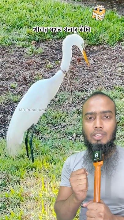 খাবার যখন গলার কাঁটা Youtube