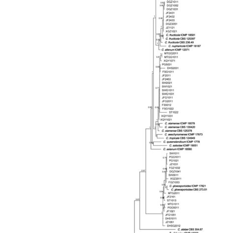 Phylogenetic Tree Based On The Act Cal Chs 1 Gapdh Its Tub2 Sequences