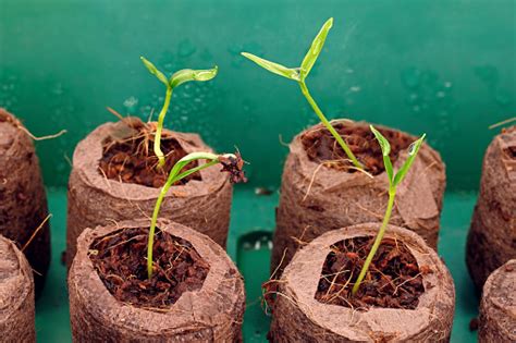 실내 온실 또는 번식 상자에 있는 이탄 또는 야자 껍질의 껍질로 만든 펠릿에서 자라는 묘목 축축한 코코넛 정제에 담긴 칠리