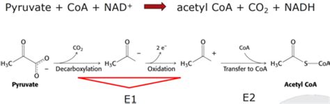 Beta Oxidation And The Tca Cycle Flashcards Quizlet