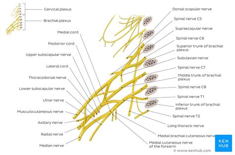 Brachial Plexus Anatomy Branches And Mnemonics Kenhub Porn Sex Picture