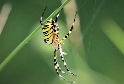 72 Florida Spiders With Pictures And Identification