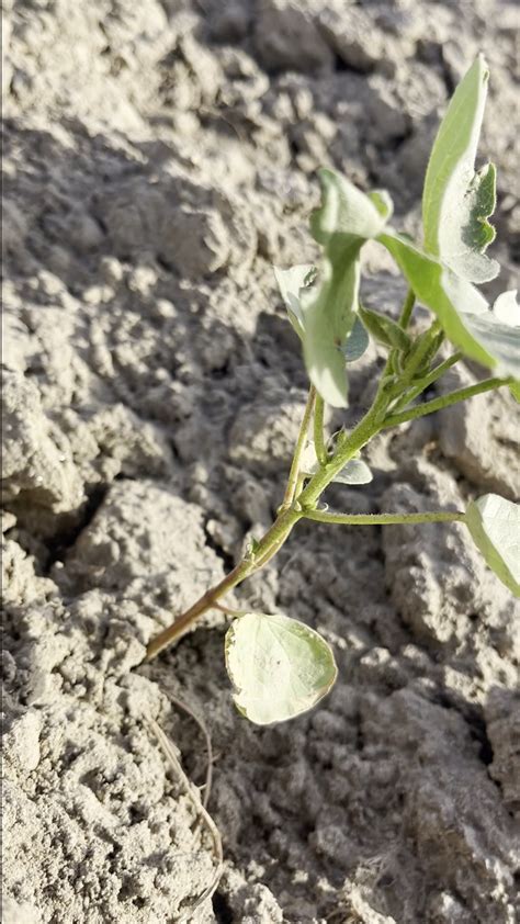 Anand Anand Uxjdb Roboflow Universe