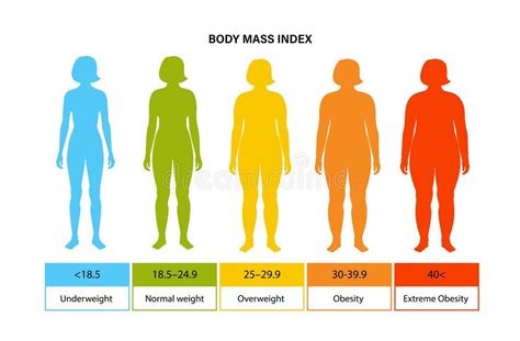 Body Mass Index Woman Stock Vector Illustration Of Healthy 209343697