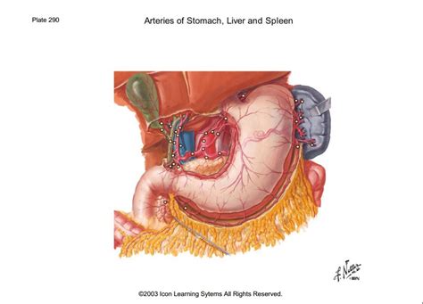Anatomy Diagram Quizlet
