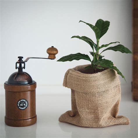 커피마대 커피나무화분 감도 깊은 취향 셀렉트샵 29cm