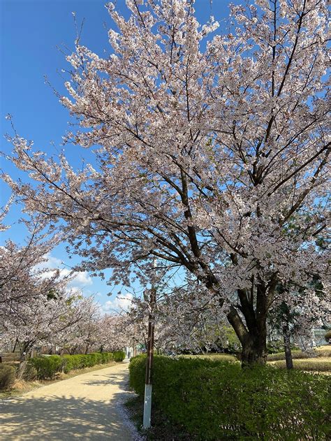 잠복결핵 검사 금식 알아봤어요 네이버 포스트