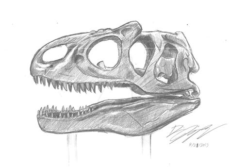 Allosaurus Skull Drawing