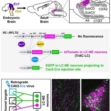 trac tracing axon collaterals permits fluorescent labeling of