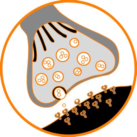 Download Science Neuron Synapse Royalty Free Vector Graphic Pixabay