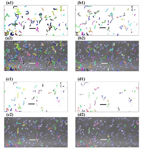 Cell Trajectories Generated By The Fully Automated Cell Tracking