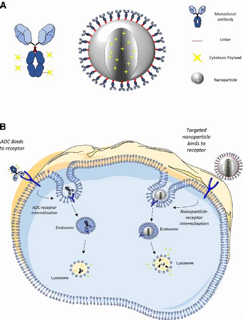 Structure Binding And Internalisation Of Antibody Drug Conjugates