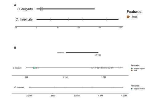 a a 500kb region of c elegans chromosome iii contains 46 annotated