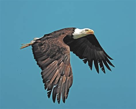 Bald Eage Big Beef Harbor Washington Stanley R Flickr