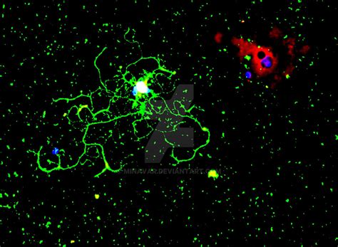 Different Neurons Unspecific Binding By Minavar On Deviantart