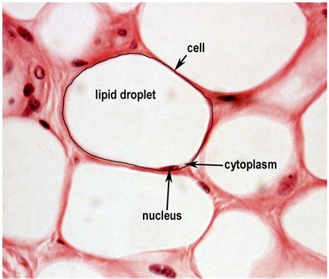 Adipose Tissue Slide Adipose Tissue Under Microscope With Labeled