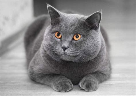 Razas De Gatos Domésticos