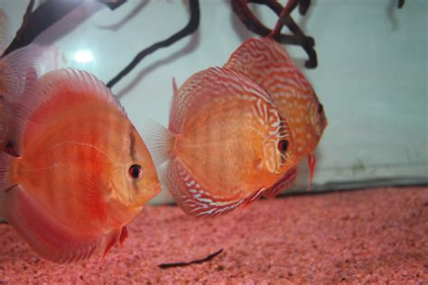 무료 이미지 물고기 유기체 해양 생물학 꼬리 수중 4272x2848 A123456789a 1577241