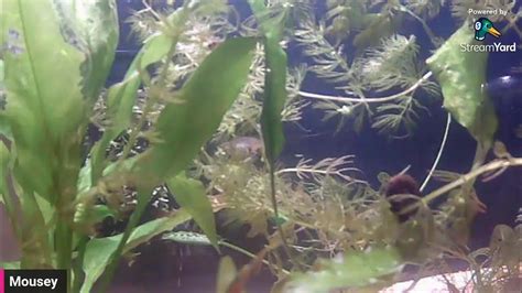 The Seamonkeys Proof Of Life Stream Youtube