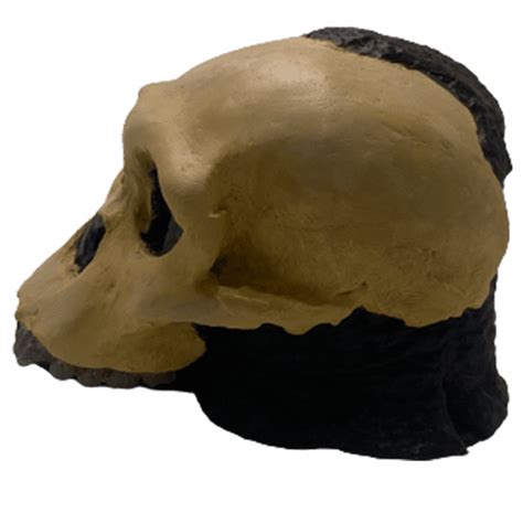 Australopithecus Sediba Kayrote