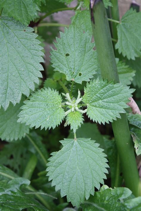 What Does The Stinging Nettle Plant Look Like At Cinda Veloz Blog