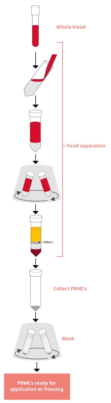 Isolation Freezing And Thawing Of Pbmcs Mabtech